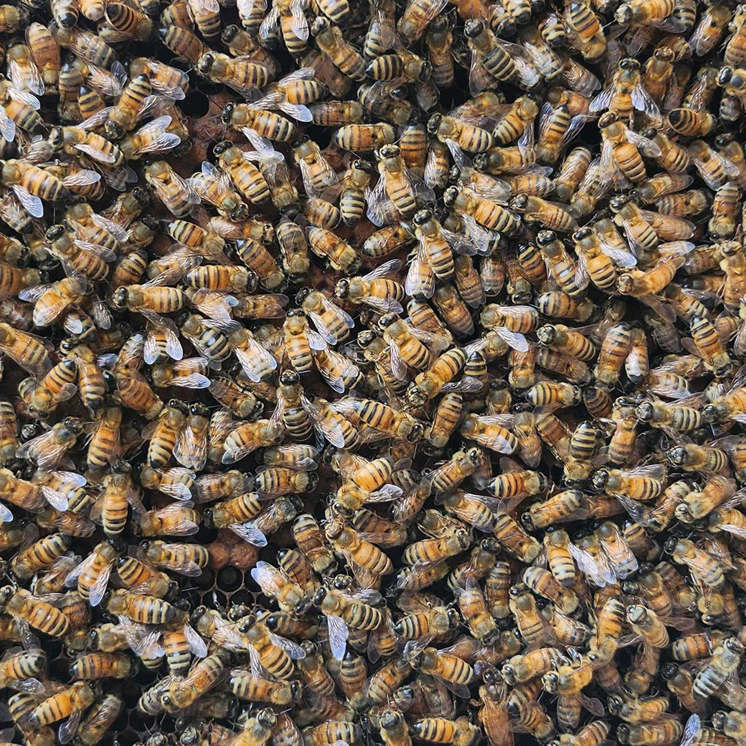 Waverly Embraces Sustainability by Housing Honey Bees - Waverly CLT