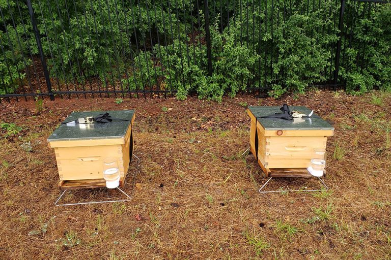 Waverly Embraces Sustainability by Housing Honey Bees - Waverly CLT